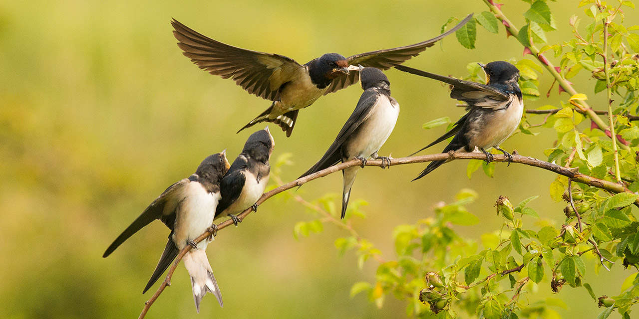 Rondini, animali simboli della primavera: cosa sapere e come ...